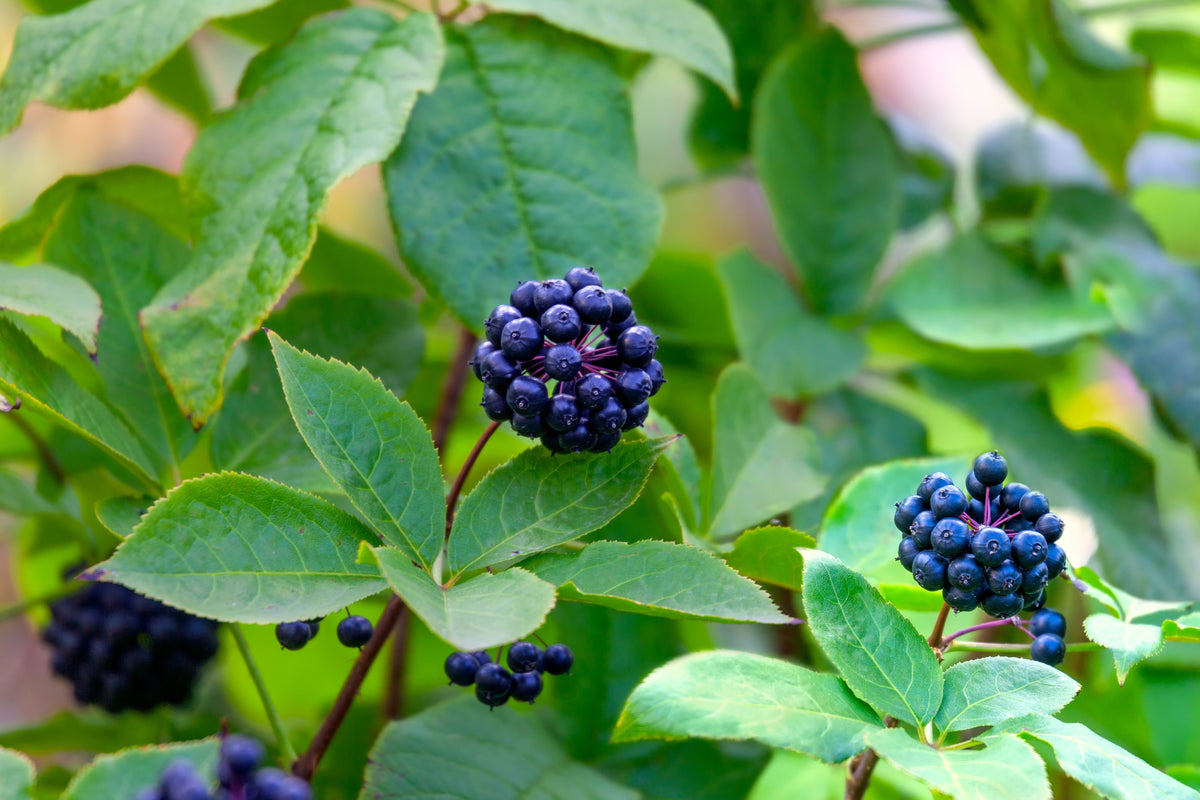 10 Facts About Eleuthero. – Eladon